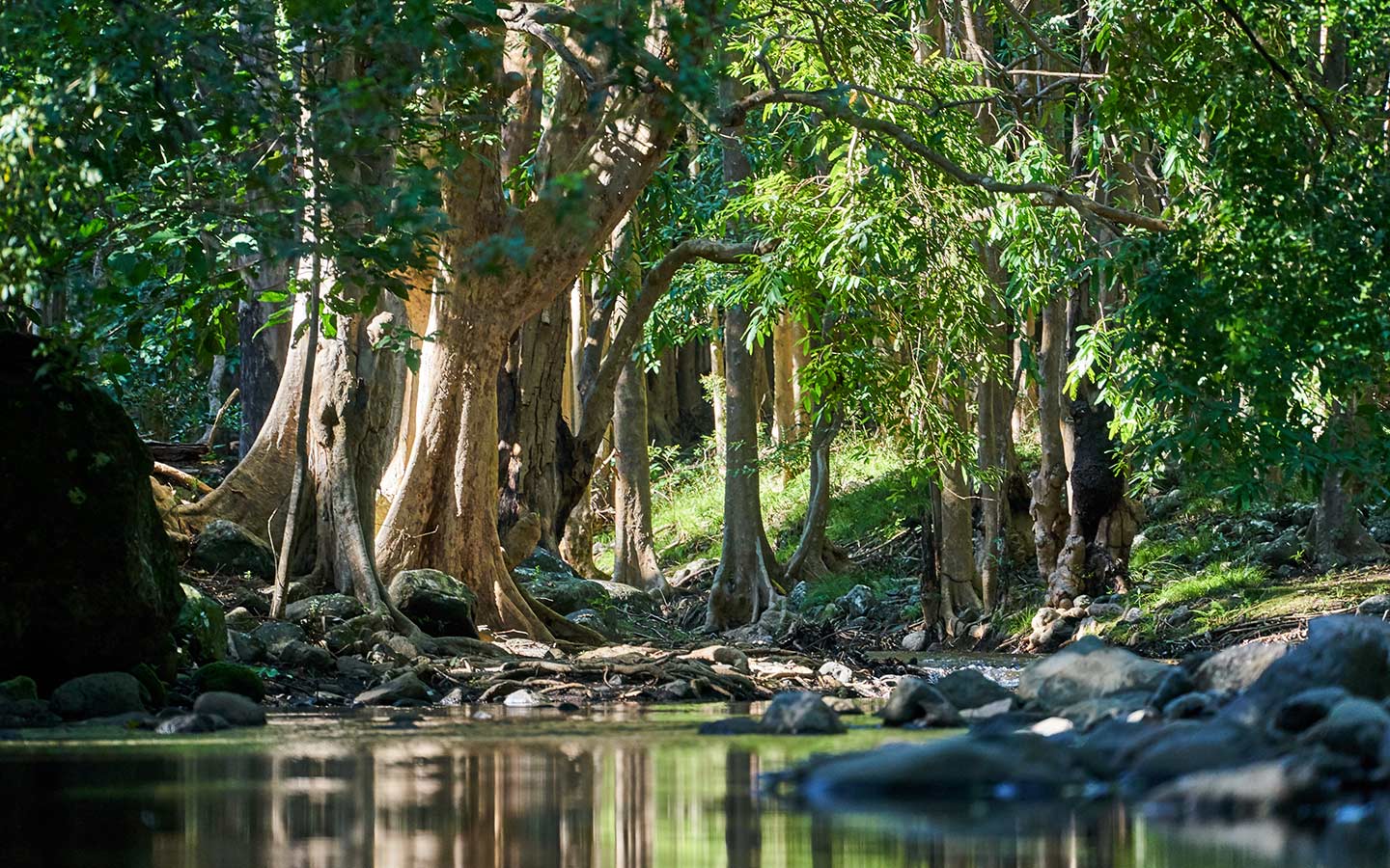 Explore the Beauty of Black River Gorges National Park