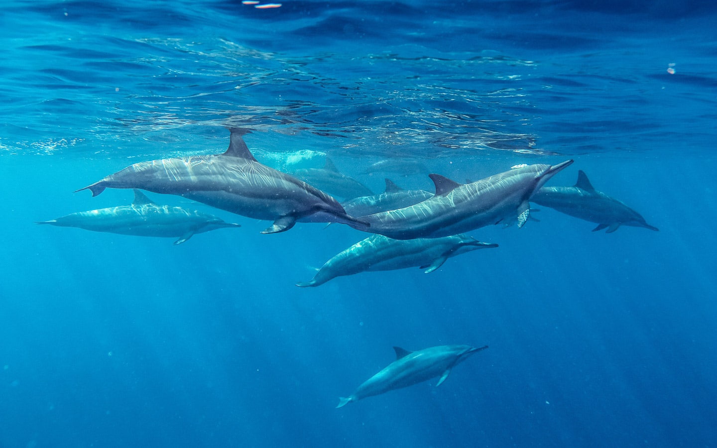 Explore the beautiful island of Mauritius now!