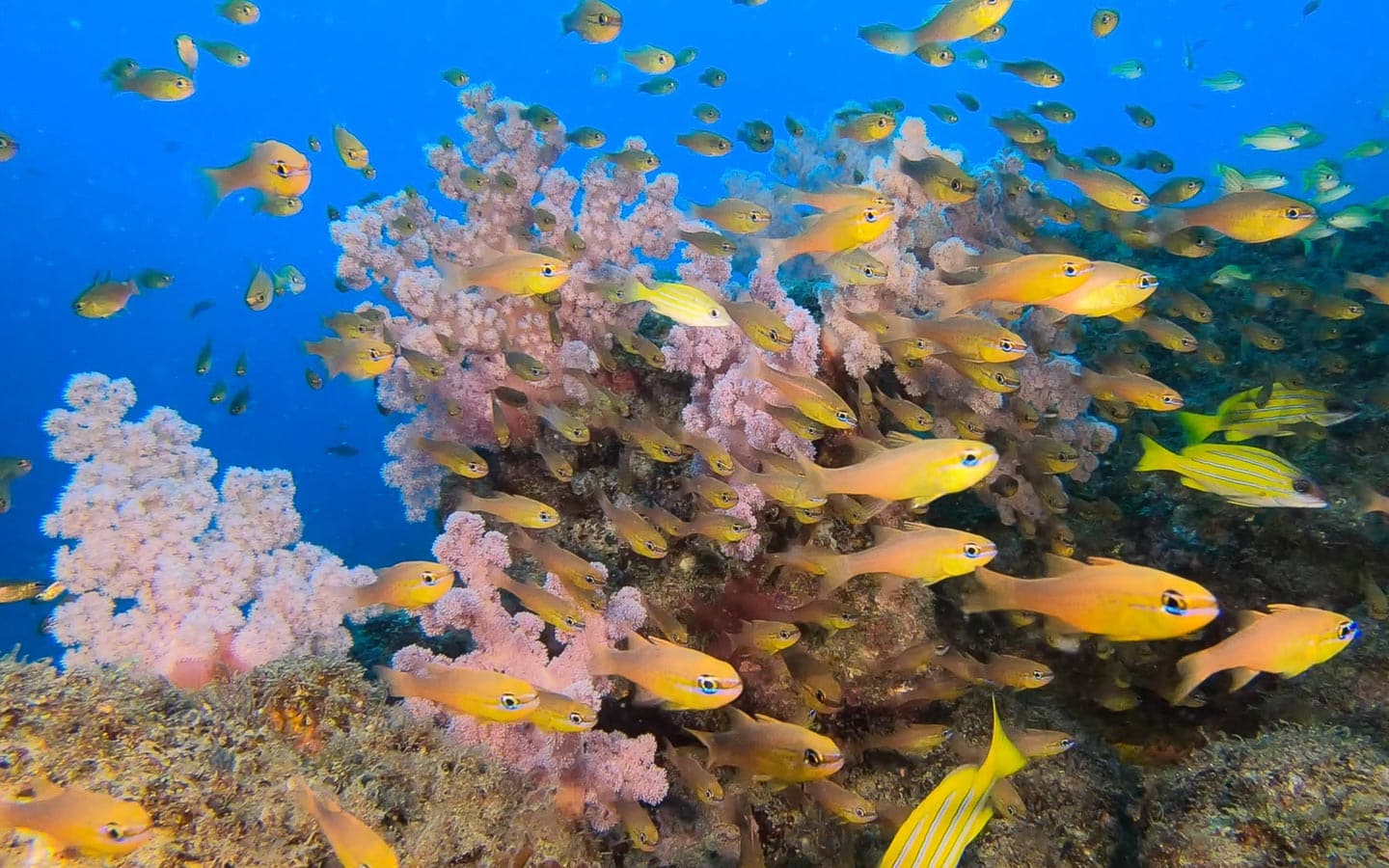 Experience the Best Scuba Diving Spots in Mauritius