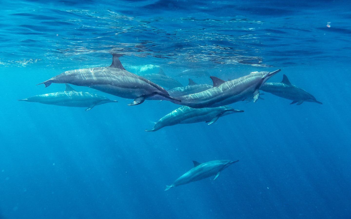 Swim with Dolphins in Mauritius: A Magical Experience