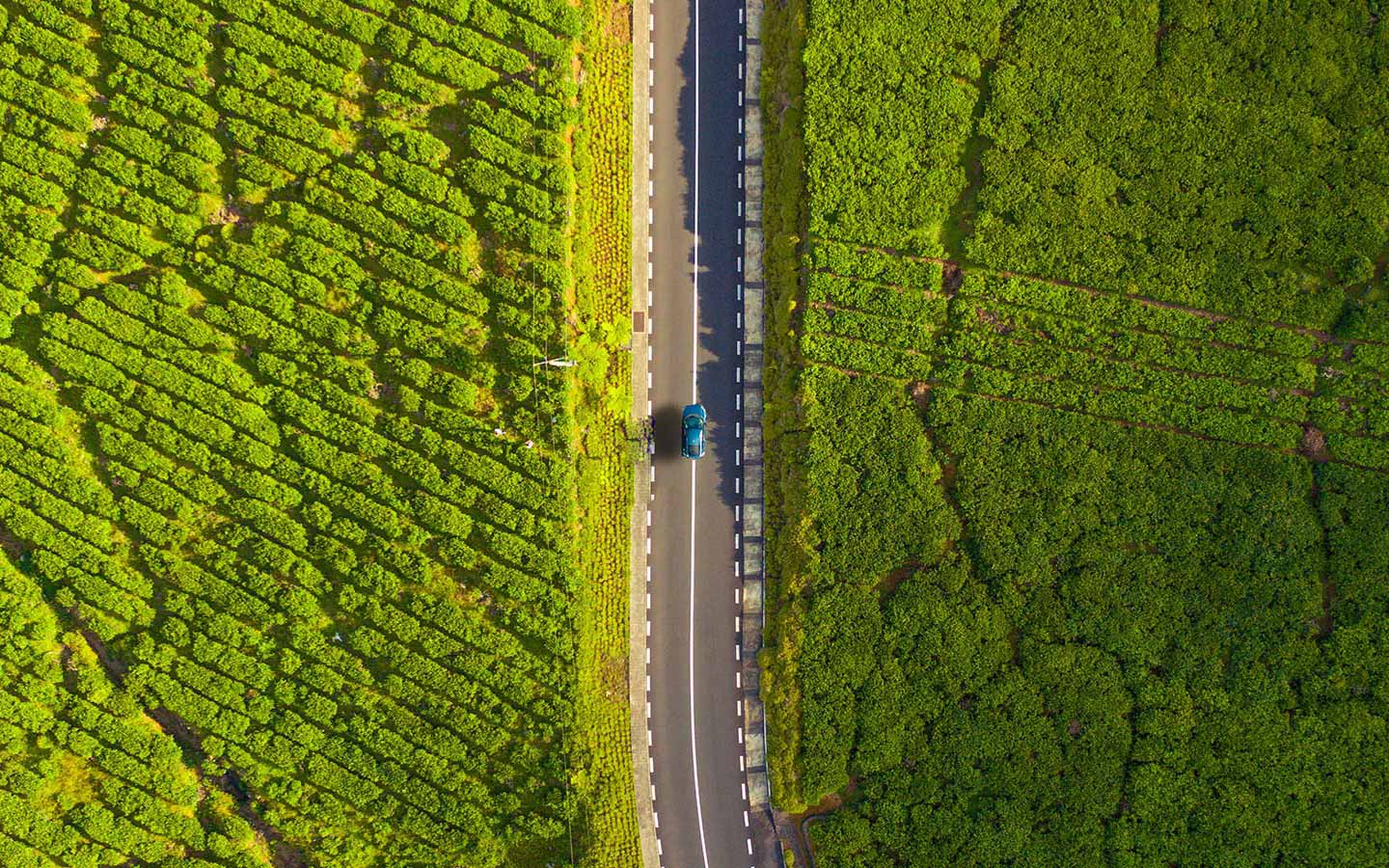 Mauritius Tea Route: A Taste of Tradition