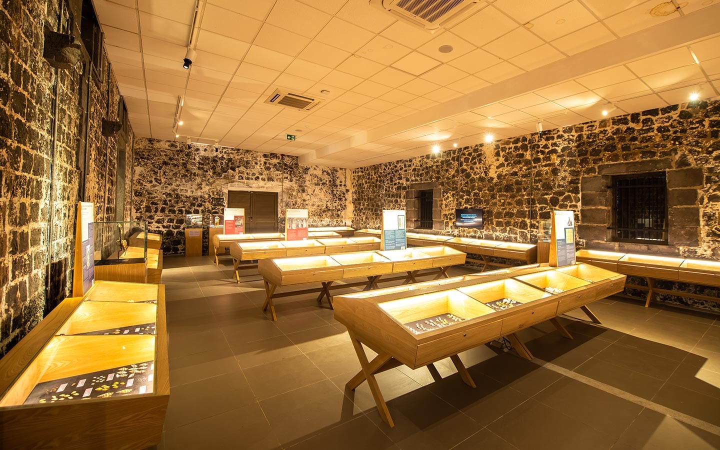 Explore the Fascinating World of Seashells in Mauritius